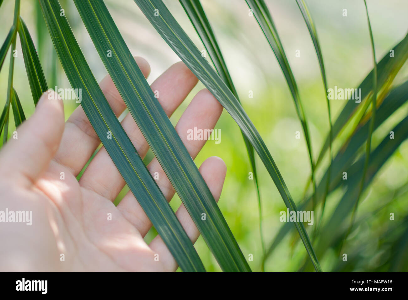 Nature background - close up woman hand touch green palm leaf lit by ...