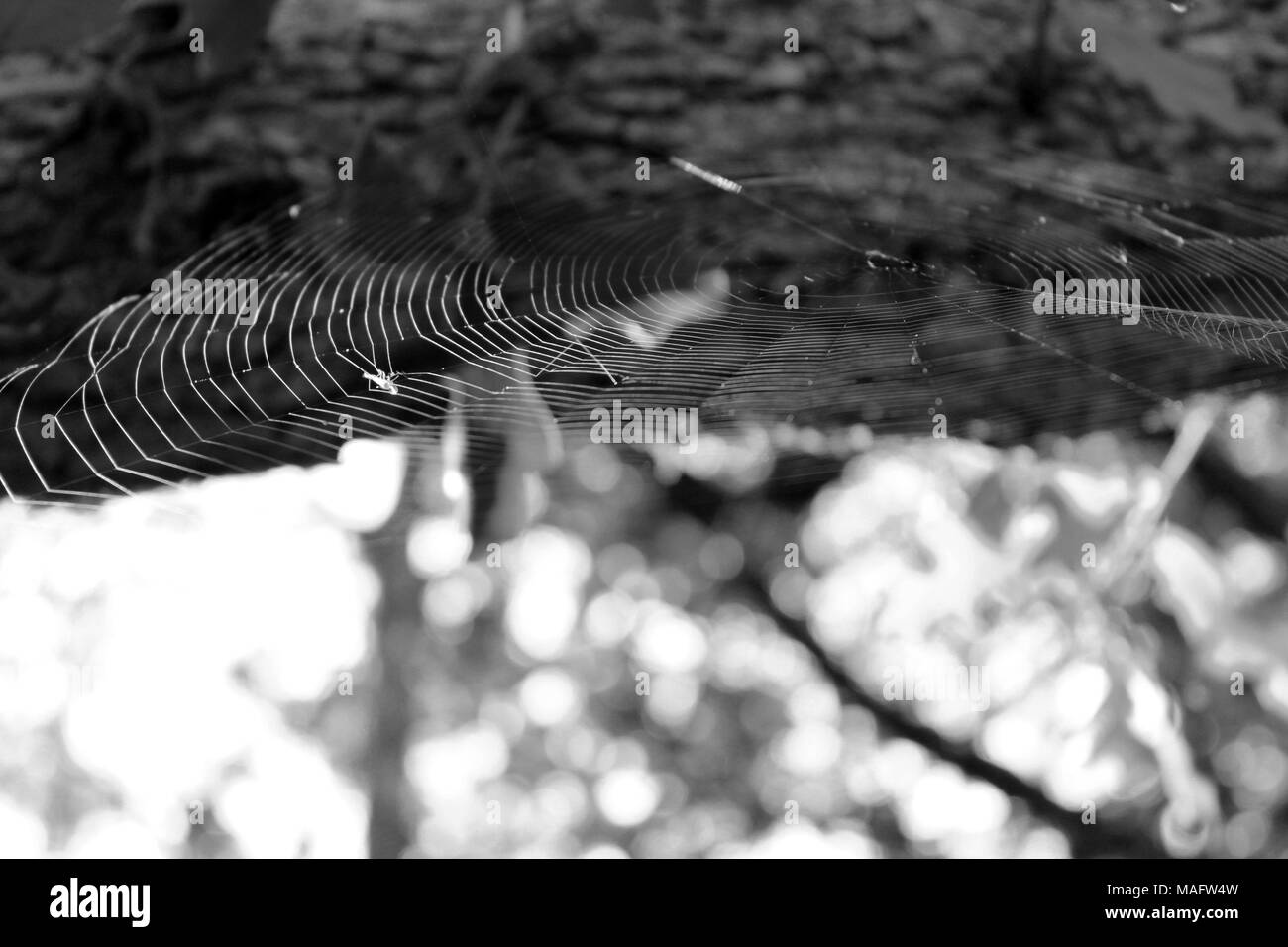 Beautiful white purple wild Black and White Stock Photos & Images - Alamy