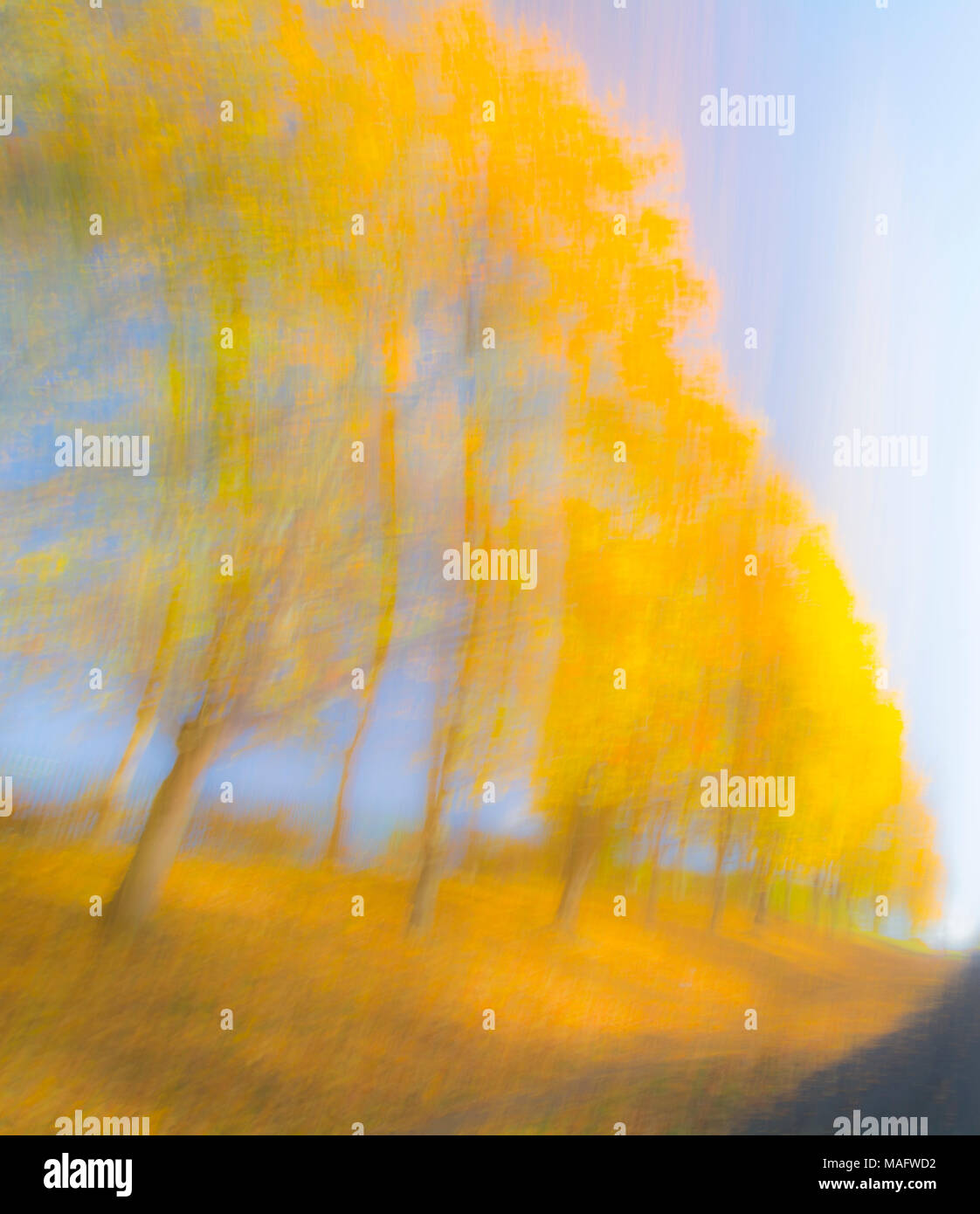 Abstract trees hi-res stock photography and images - Alamy
