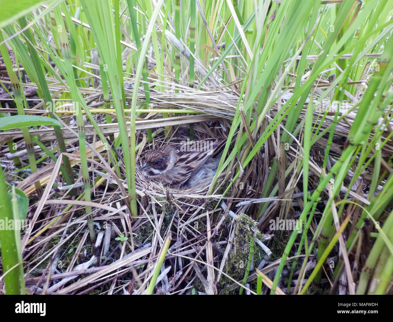 Reed bunting eggs hi-res stock photography and images - Alamy