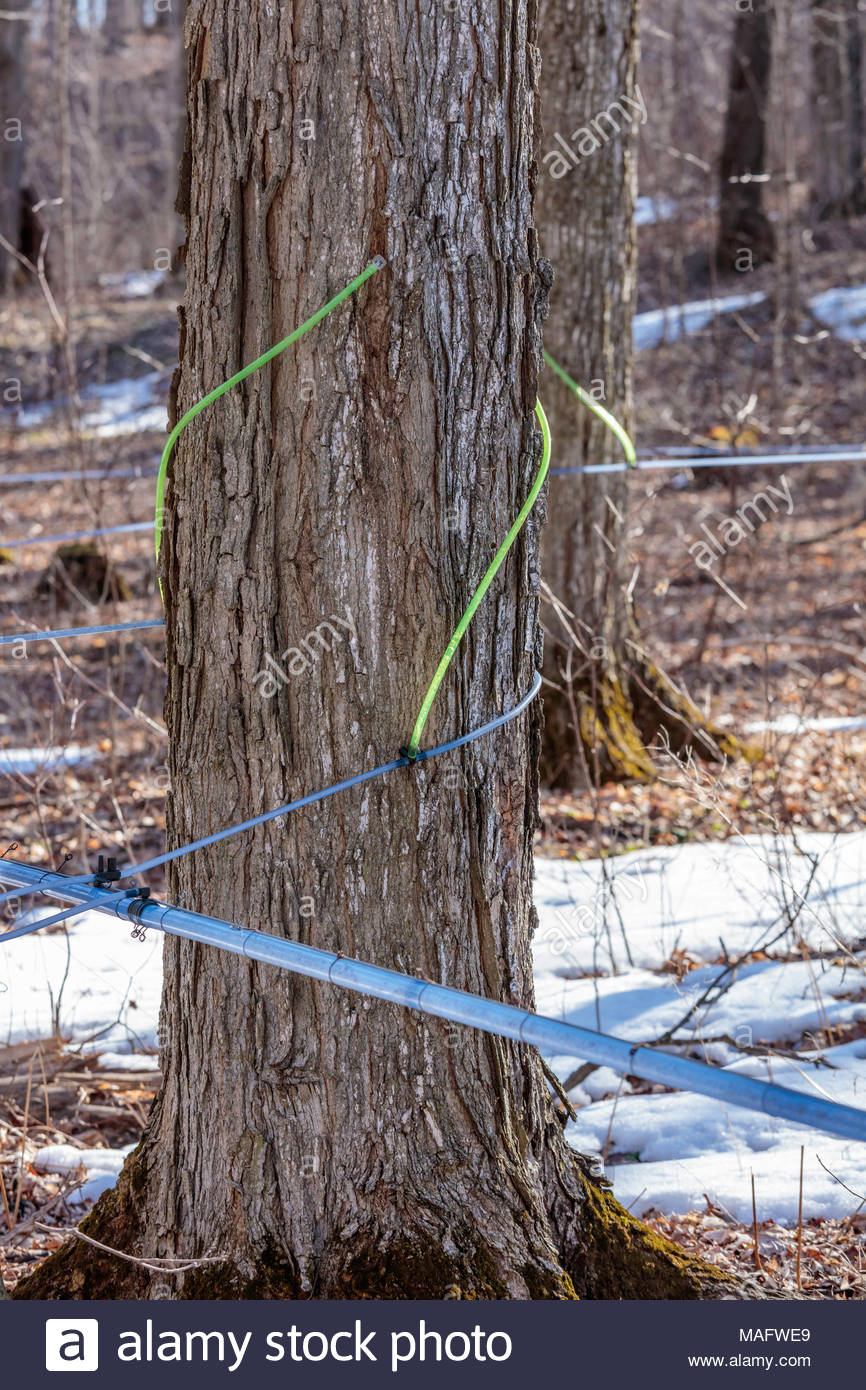 Tapping Maple Tree High Resolution Stock Photography and Images - Alamy
