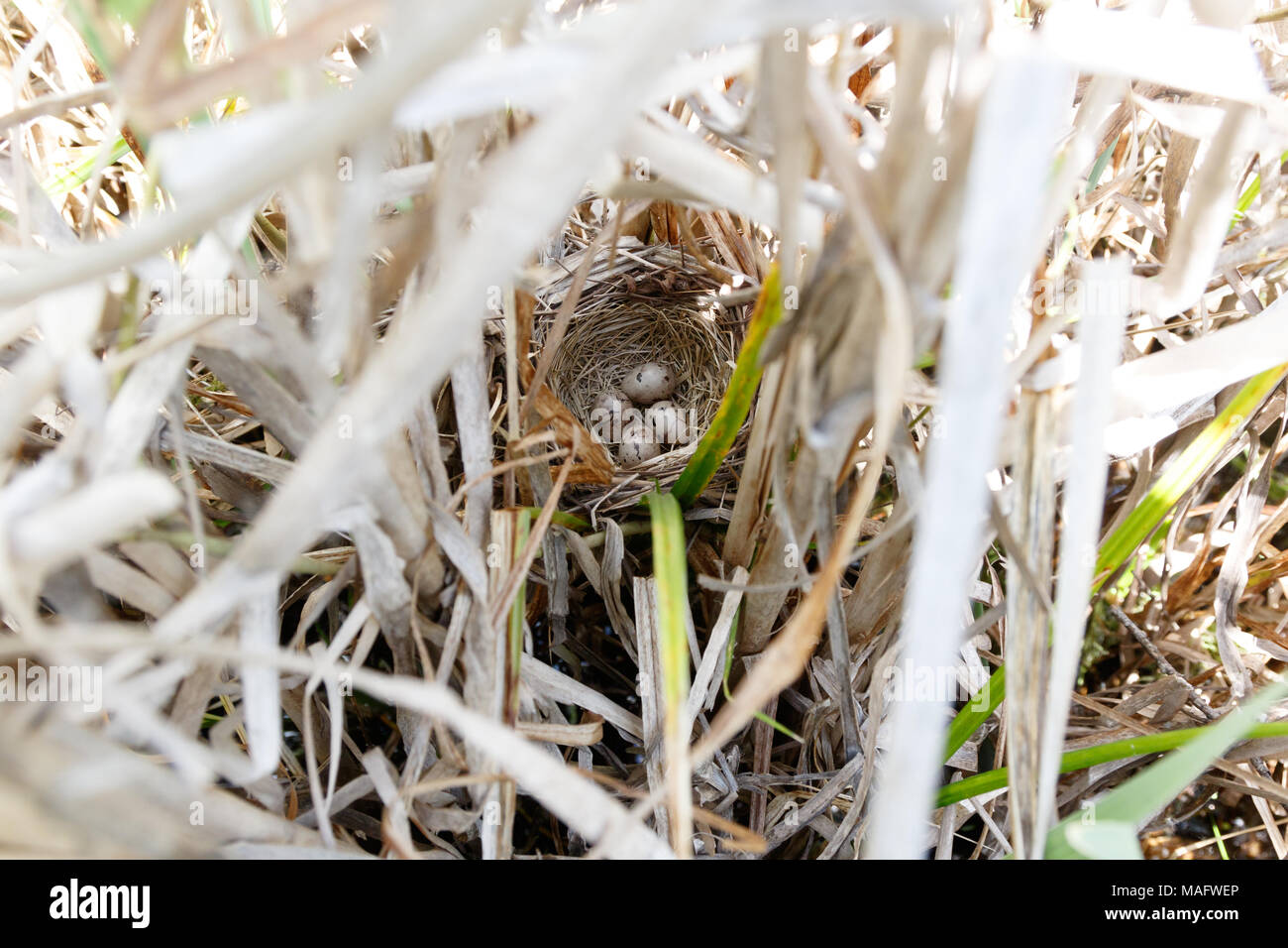 Reed bunting eggs hi-res stock photography and images - Alamy