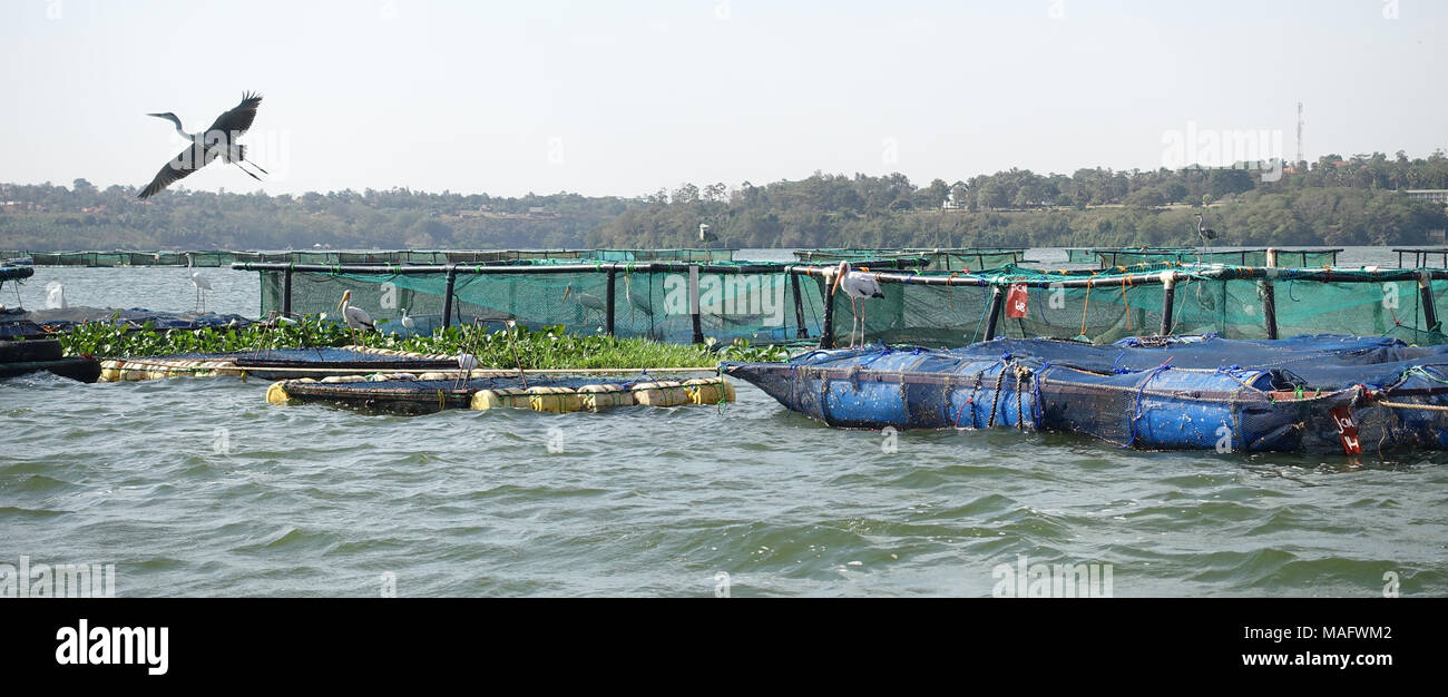 Fishing in the Nile Uganda, East Africa Stock Photo - Alamy