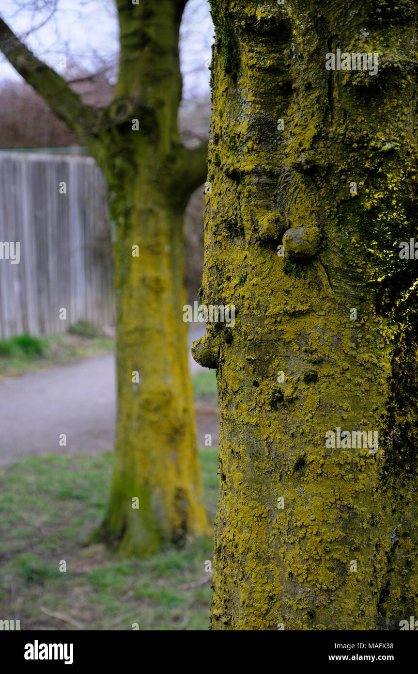 Mature tree trunk branches canopy hi-res stock photography and images ...