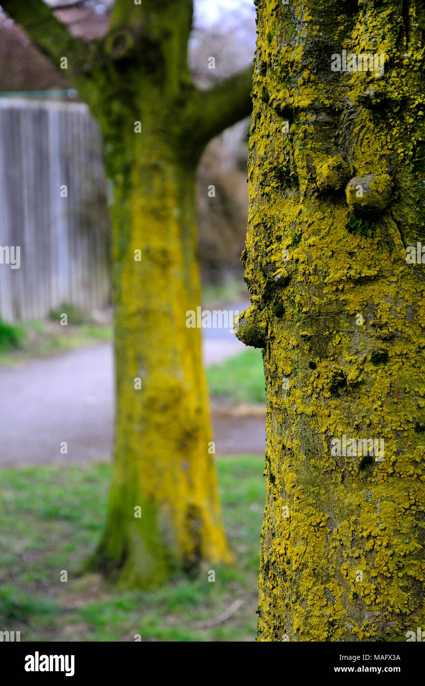 Burning tree bark hi-res stock photography and images - Alamy
