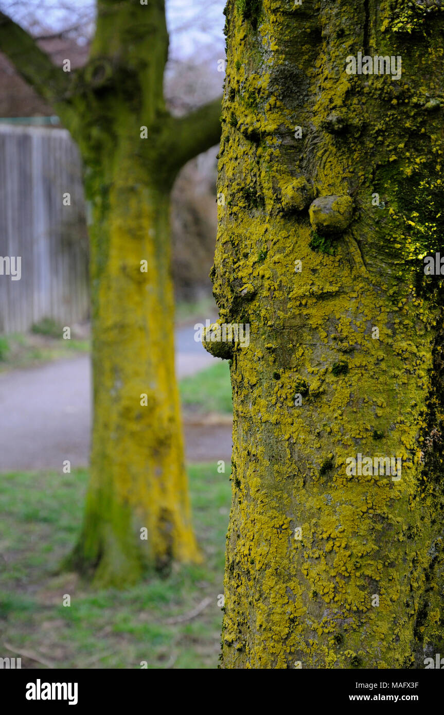 Well rooted tree hi-res stock photography and images - Alamy