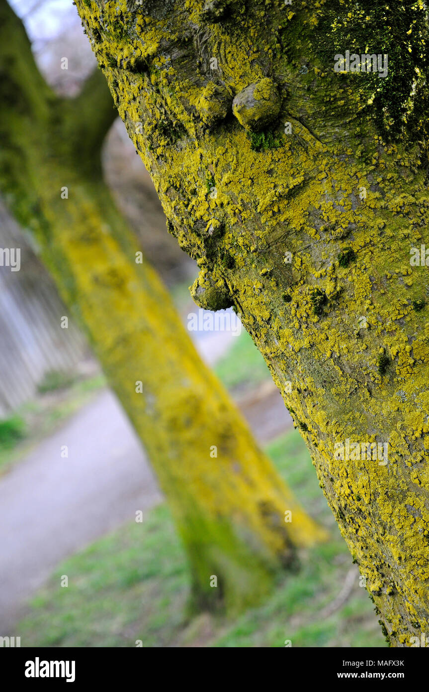 Mature tree trunk branches canopy hi-res stock photography and images ...