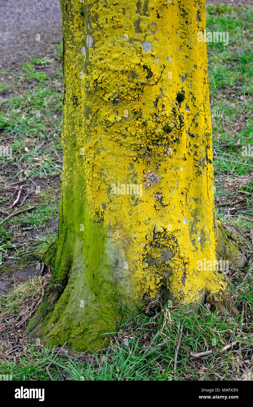 Well rooted tree hi-res stock photography and images - Alamy