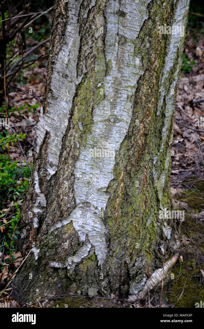 Well rooted tree hi-res stock photography and images - Alamy
