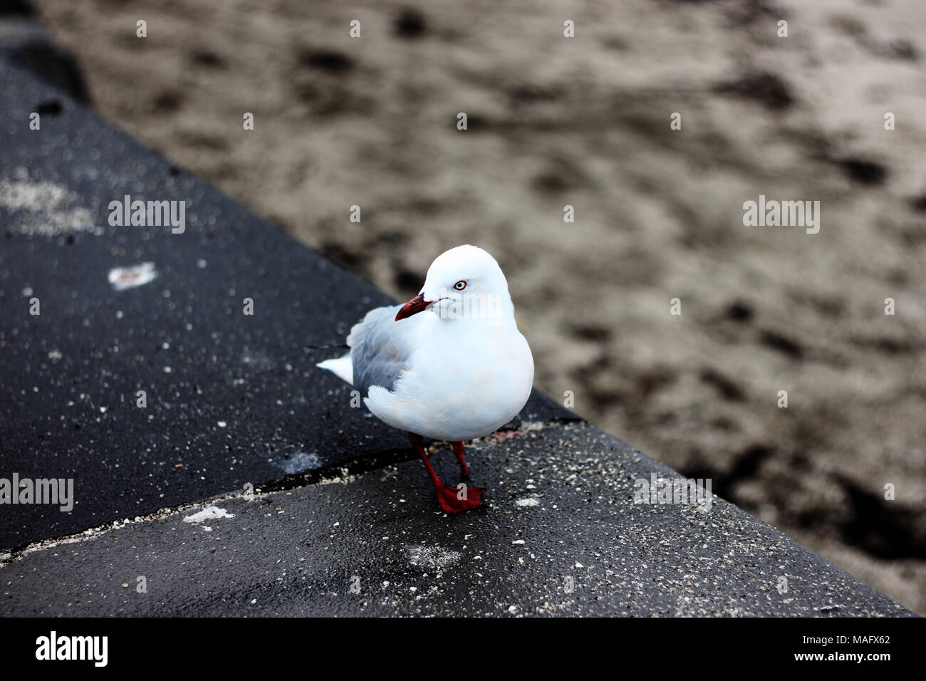 Red Bill Seagull Found perching atop a beach wall near Auckland, New ...