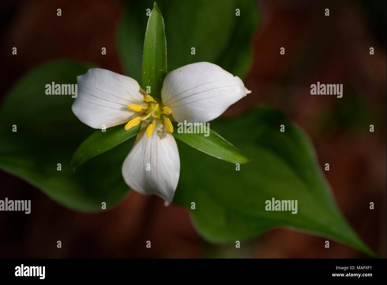 Pacific trillium ovatum hi-res stock photography and images - Alamy