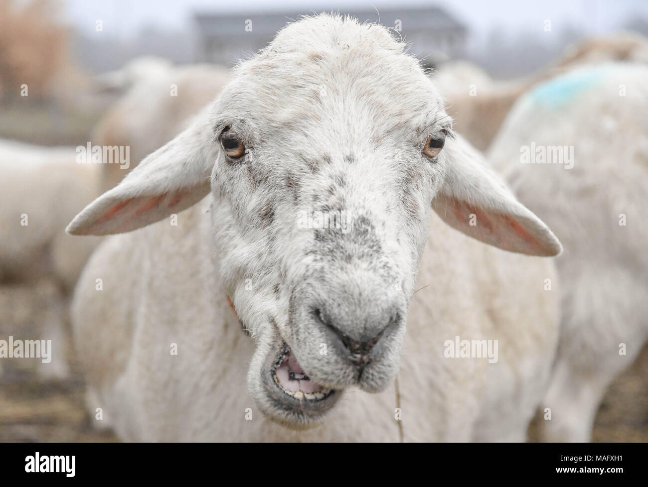 Sheep mouth hi-res stock photography and images - Alamy