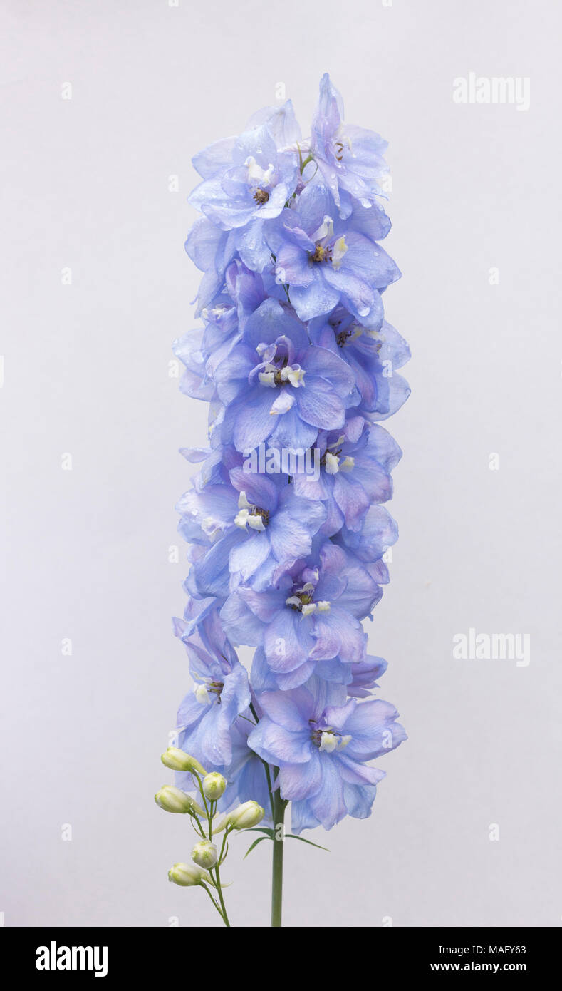 Pale blue delphinium flowering stalk against a grey background Stock ...