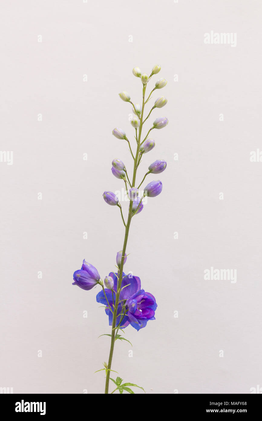 Purple delphinium flowering stalk isolated against a grey background in ...