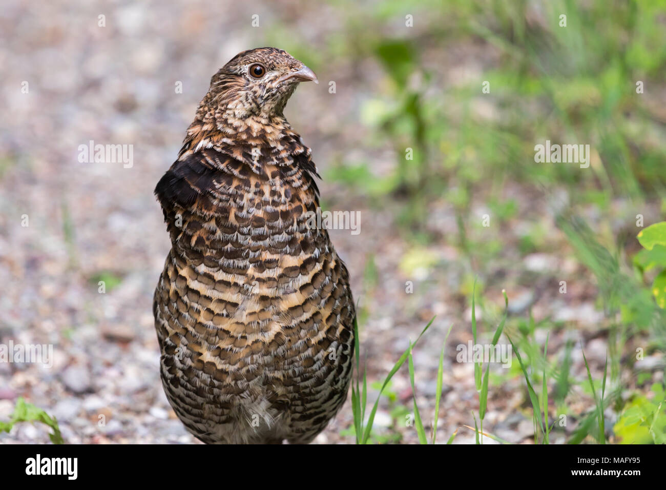 Grouse family hi-res stock photography and images - Alamy