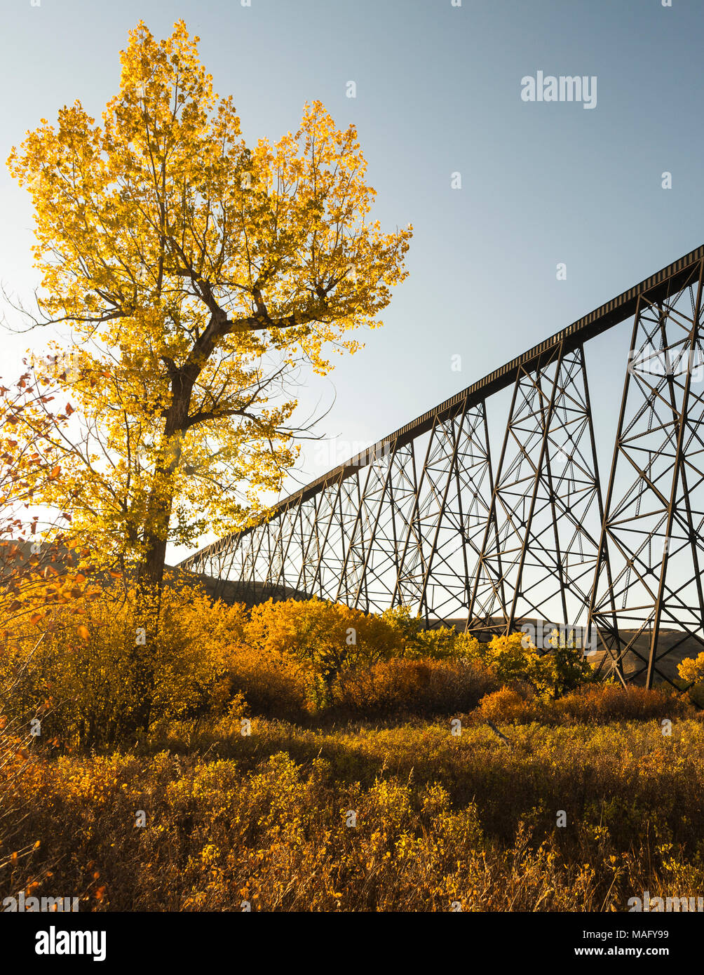 Alberta in fall colours hi-res stock photography and images - Alamy