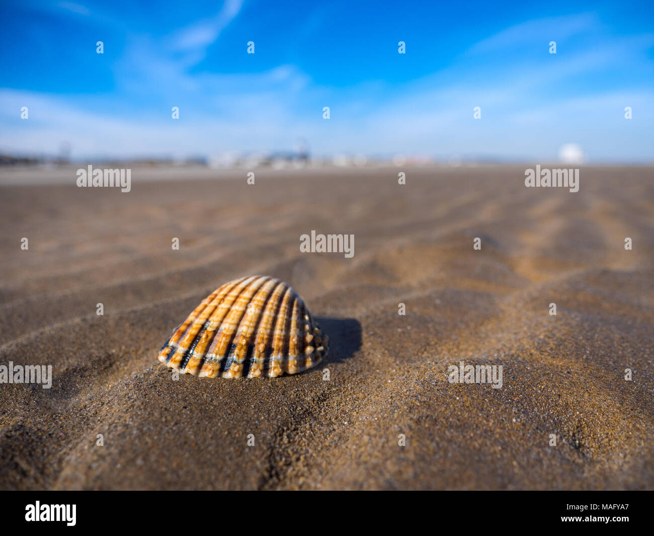 Seashell on sand still life hi-res stock photography and images - Alamy
