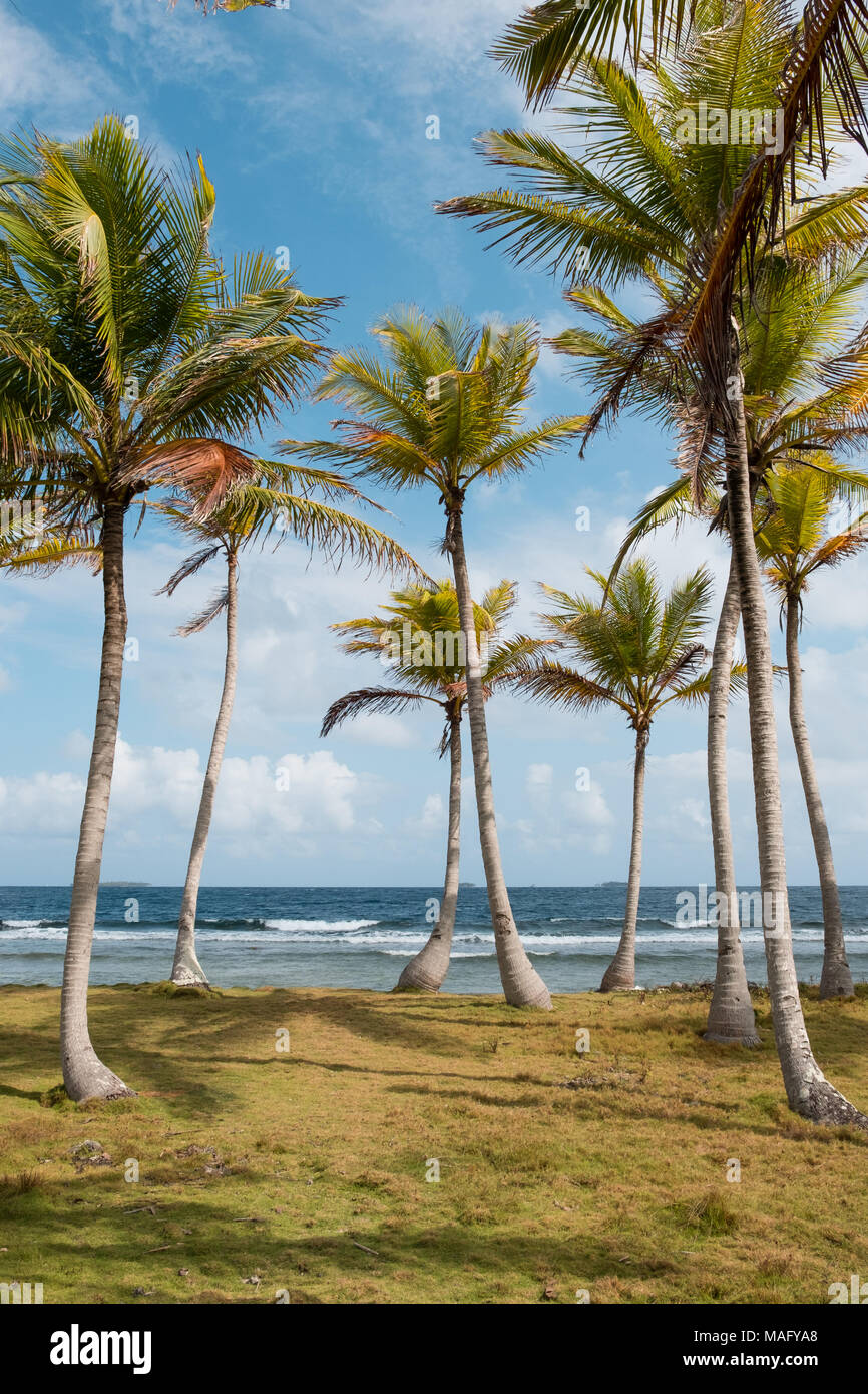 Beach With Palm Trees And Waves