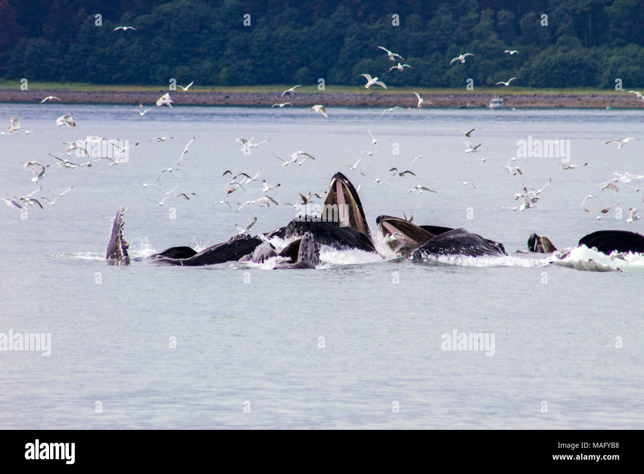 Humpback Whales Bubble net feeding Stock Photo - Alamy
