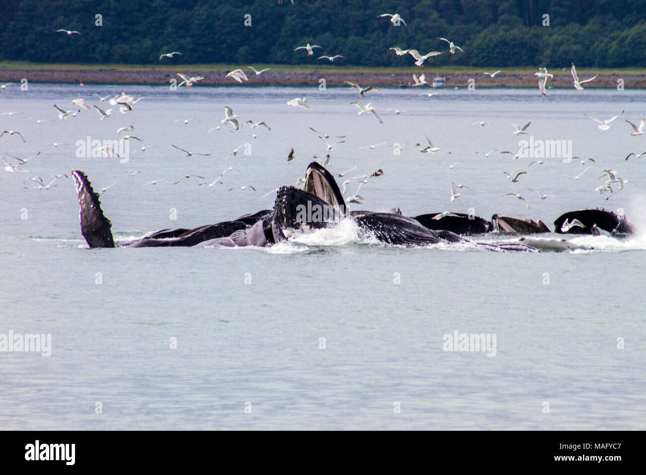 Humpback Whales Bubble net feeding Stock Photo - Alamy