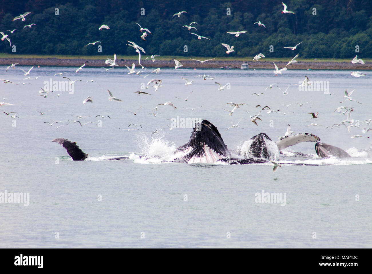 Humpback Whales Bubble net feeding Stock Photo - Alamy