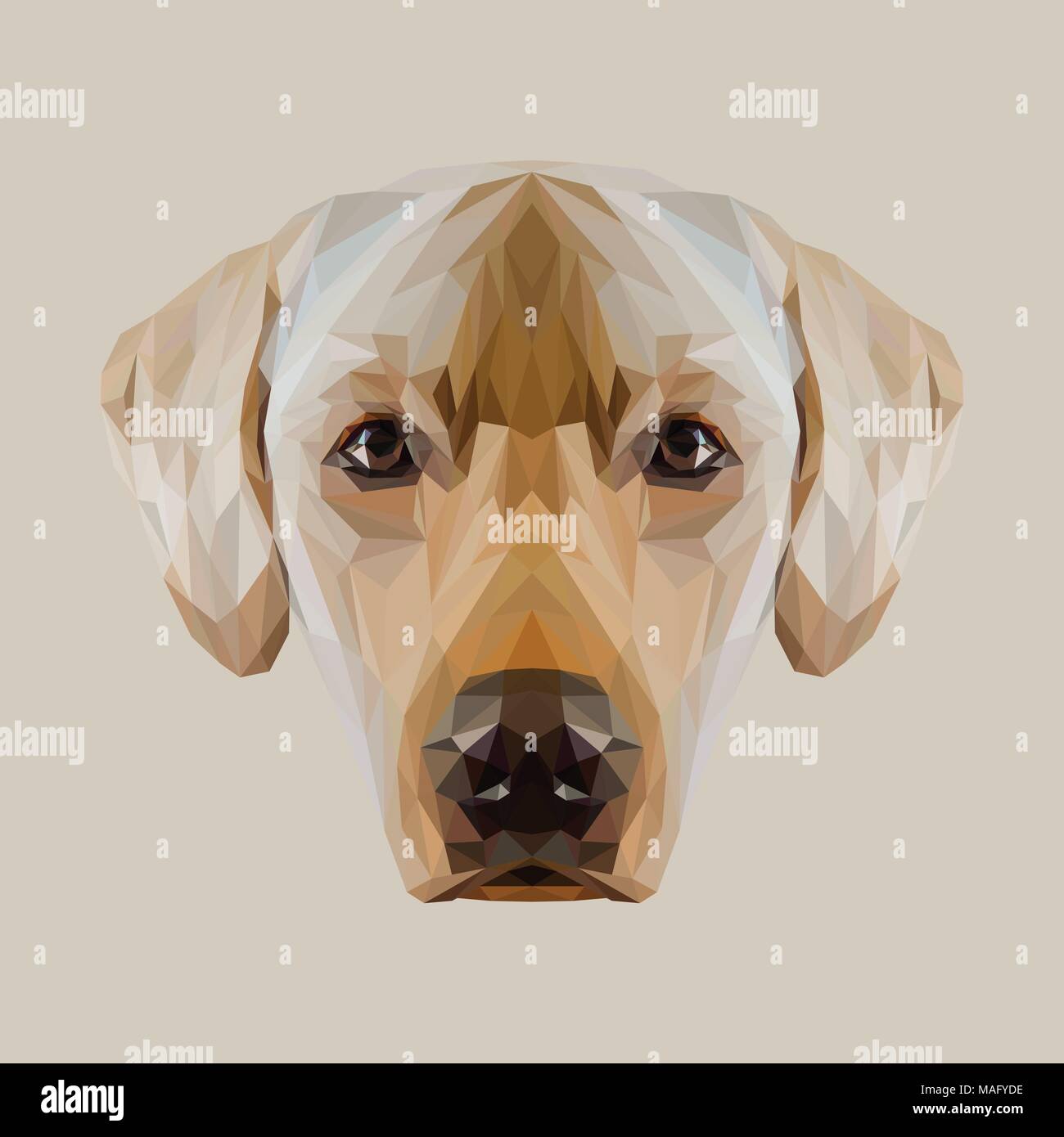 Labrador Retriever low poly design. Triangle vector illustration Stock ...