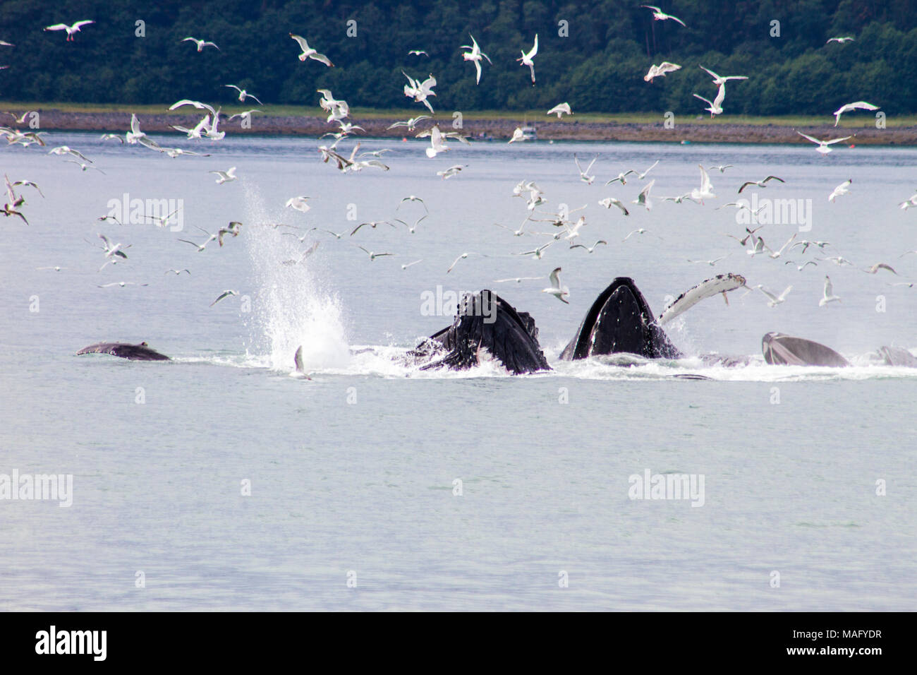 Humpback Whales Bubble net feeding Stock Photo - Alamy