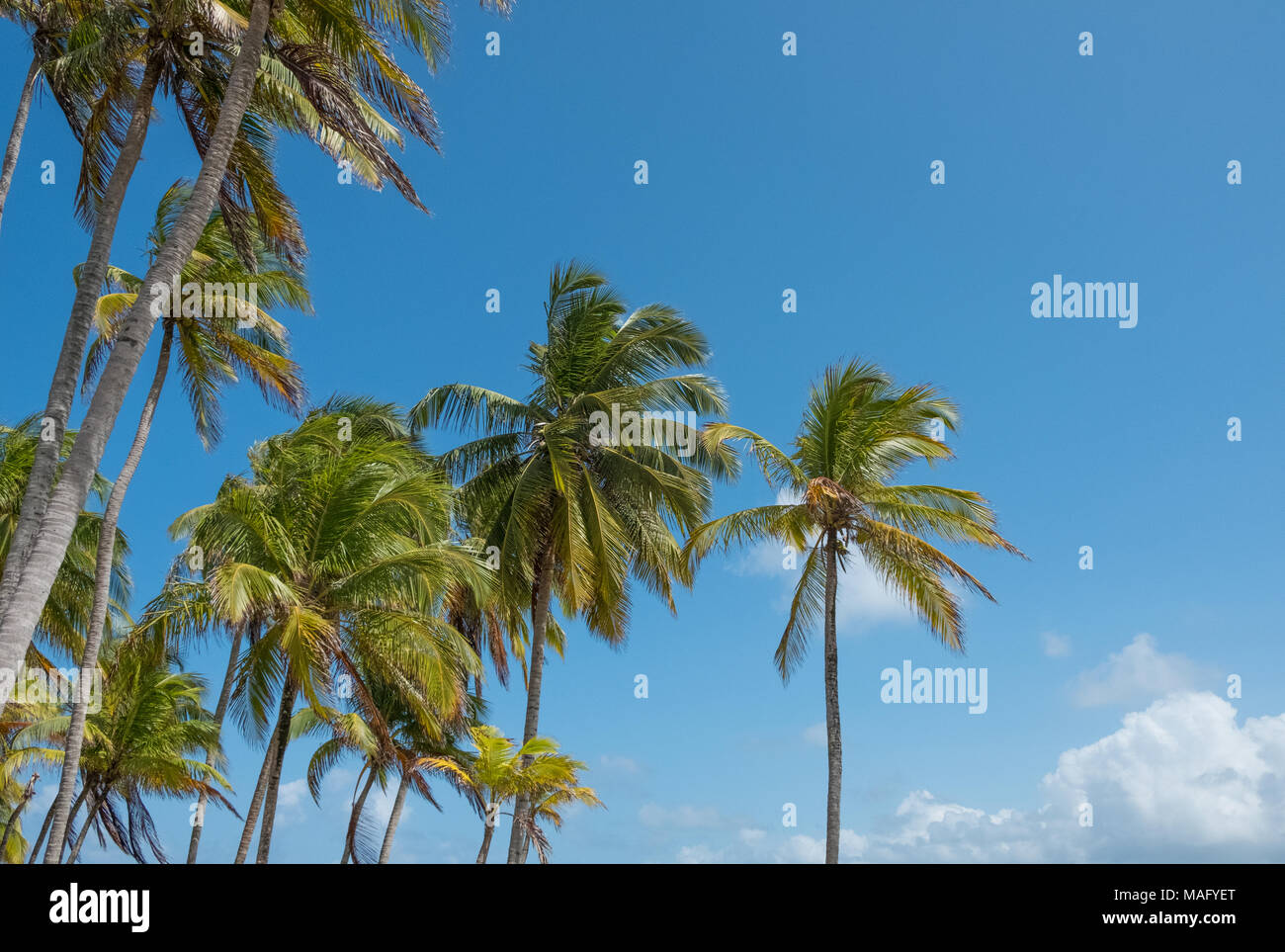 palm trees and blue sky - palm tree background Stock Photo - Alamy