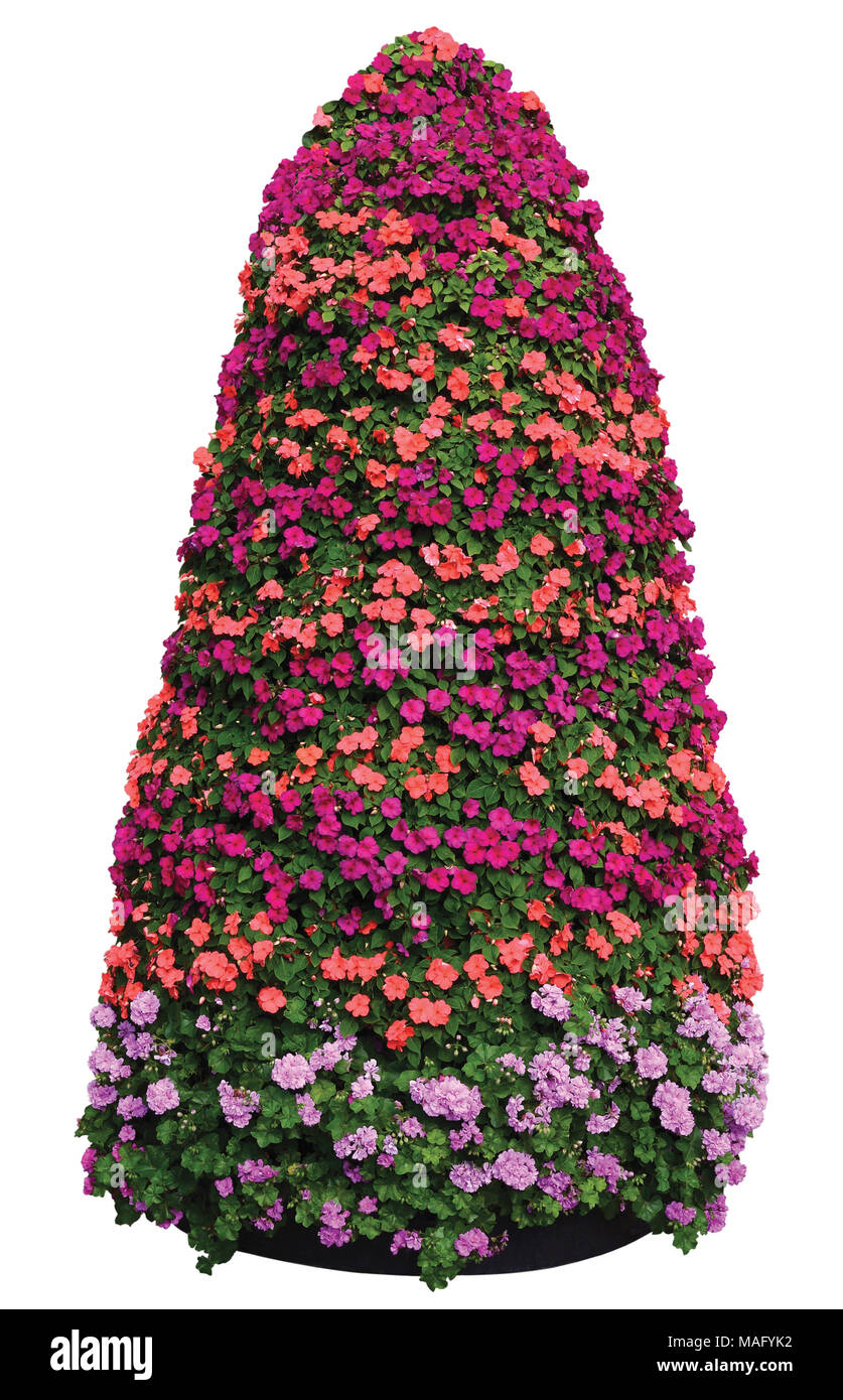 Impatiens Walleriana Sultanii Busy Lizzie Flowers Plant Pyramid ...