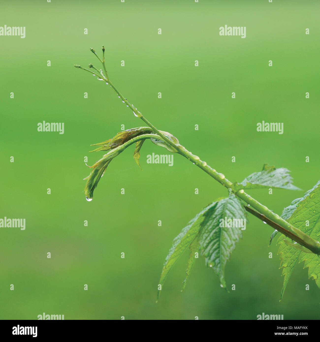 New Virginia Victoria Creeper Leaves, Early Summer Rain Raindrops, Wet ...