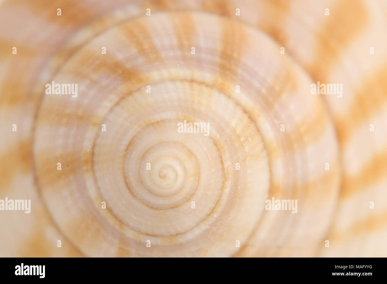 Various microscopic images, the surface of a particular object ...