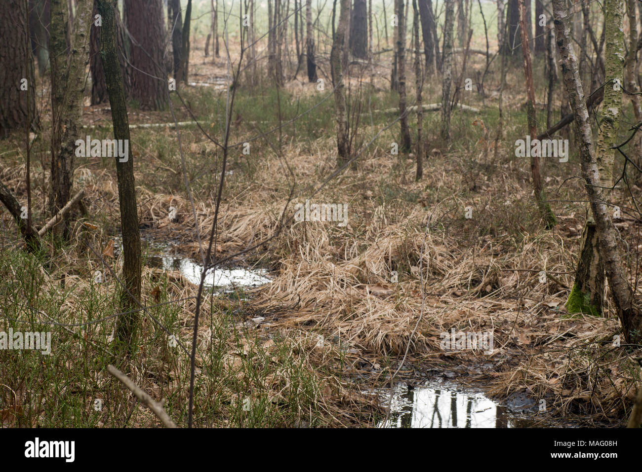 Swamp area with dead trees hi-res stock photography and images - Alamy