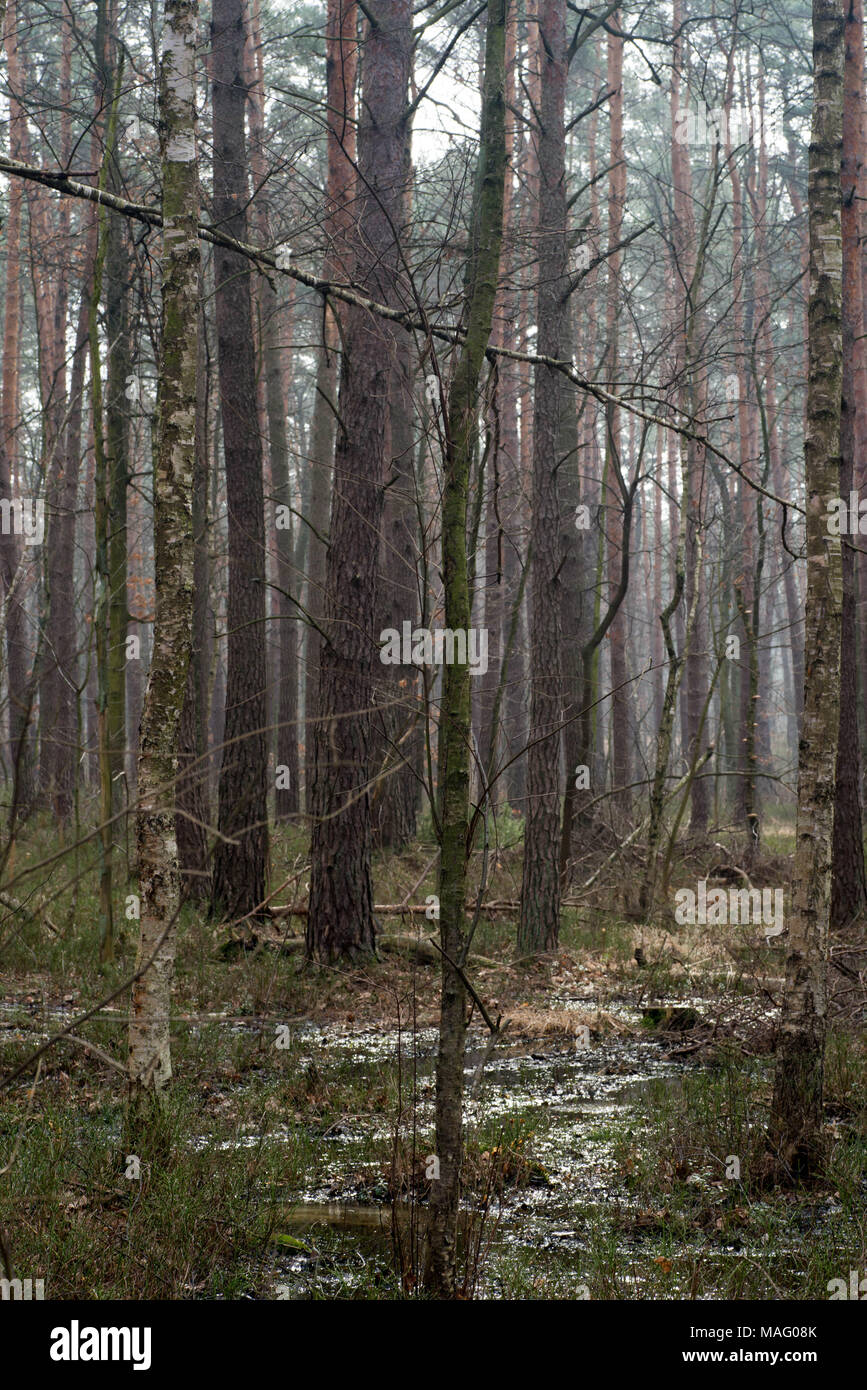 Seasonal swamp hi-res stock photography and images - Alamy