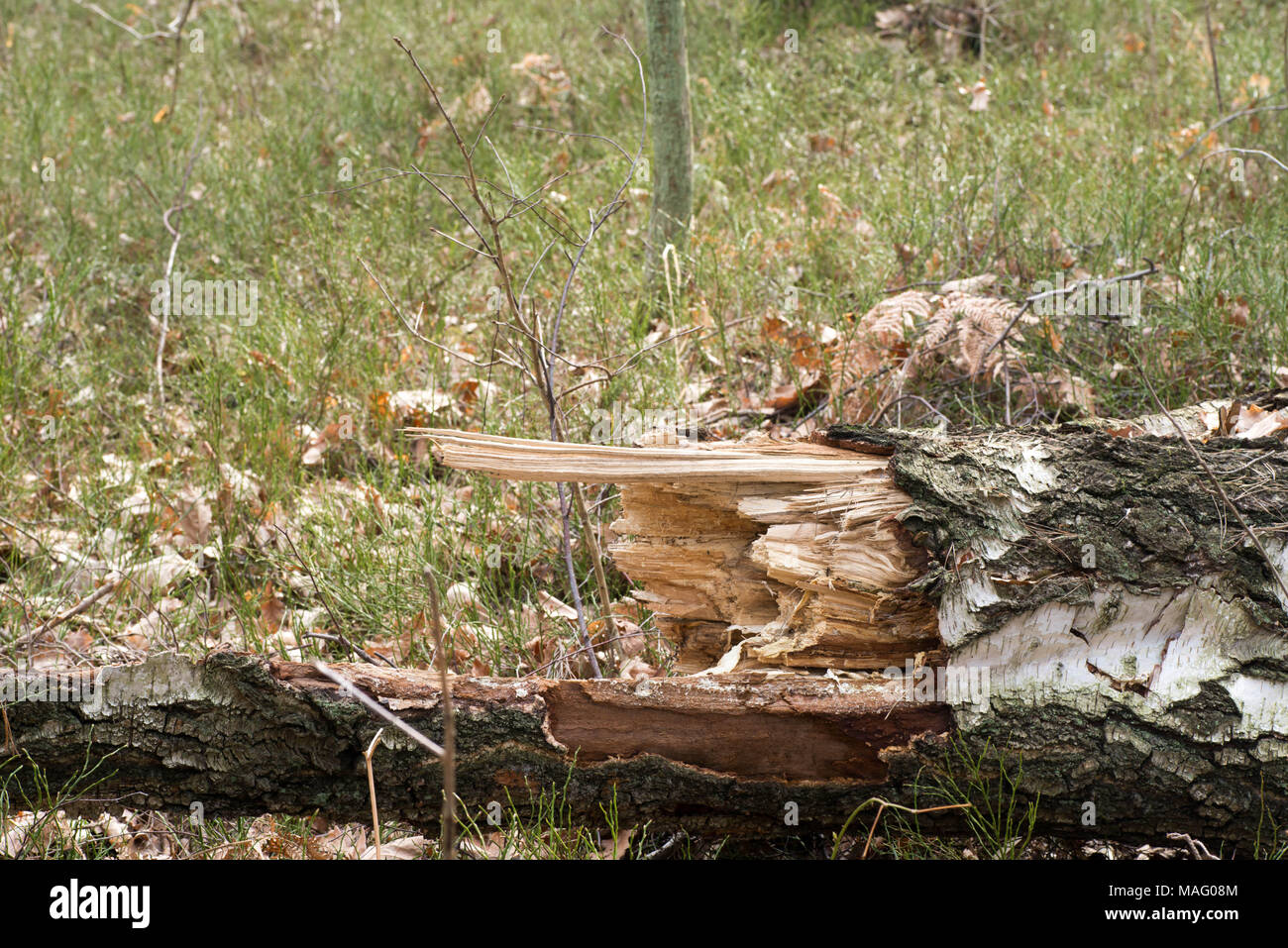 old fallen rotten birch tree Stock Photo - Alamy