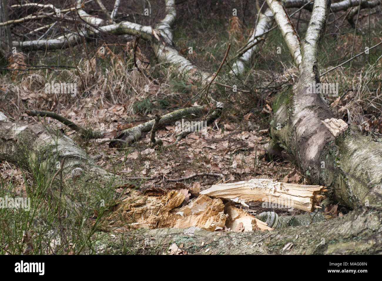 old fallen rotten birch tree Stock Photo - Alamy