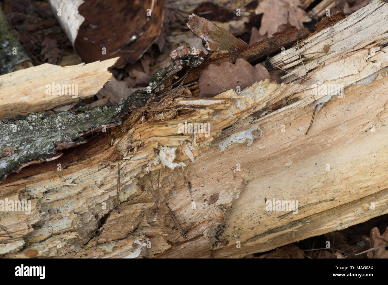 Fallen birch trunk hi-res stock photography and images - Alamy