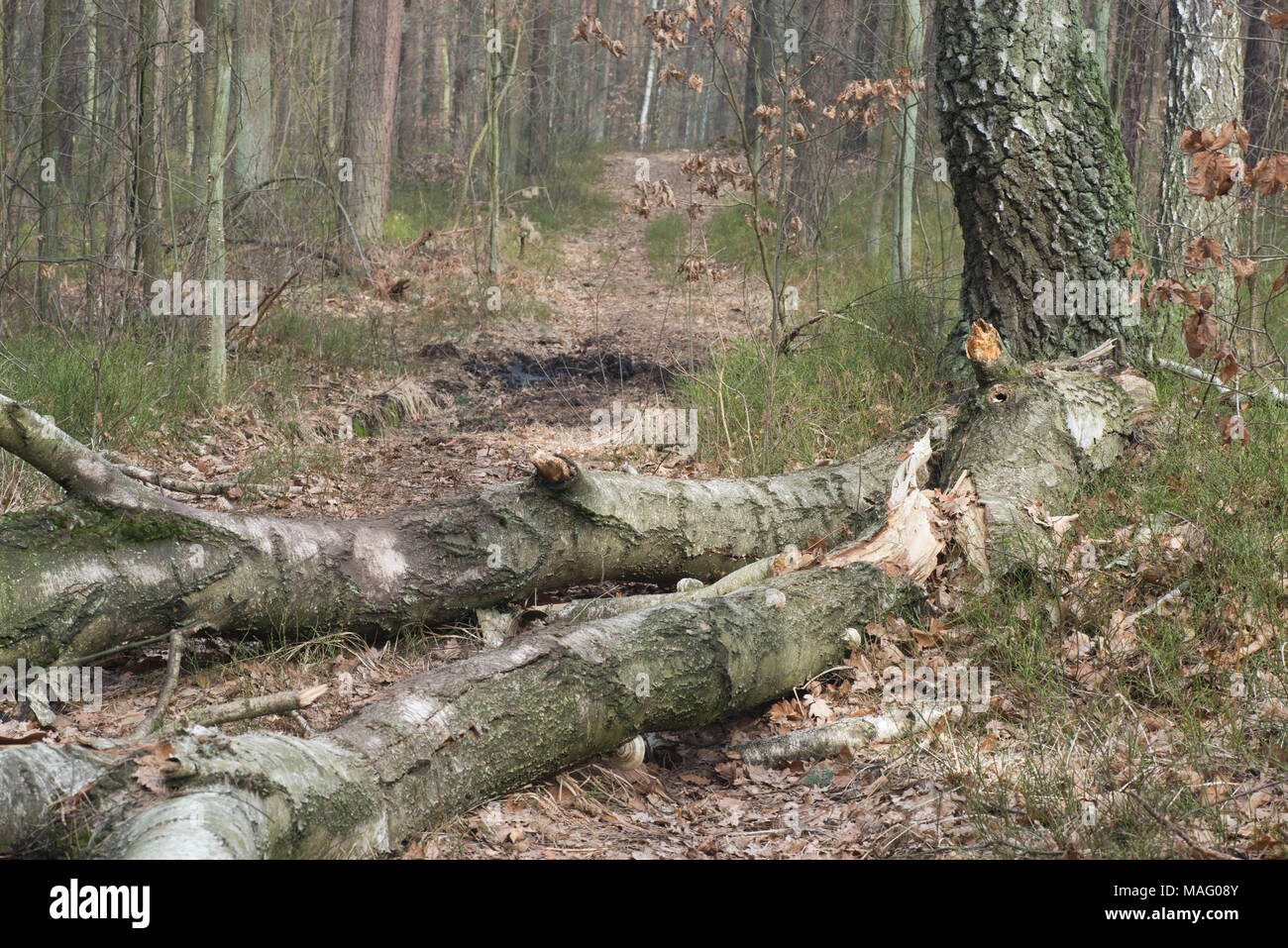 old fallen rotten birch tree Stock Photo - Alamy