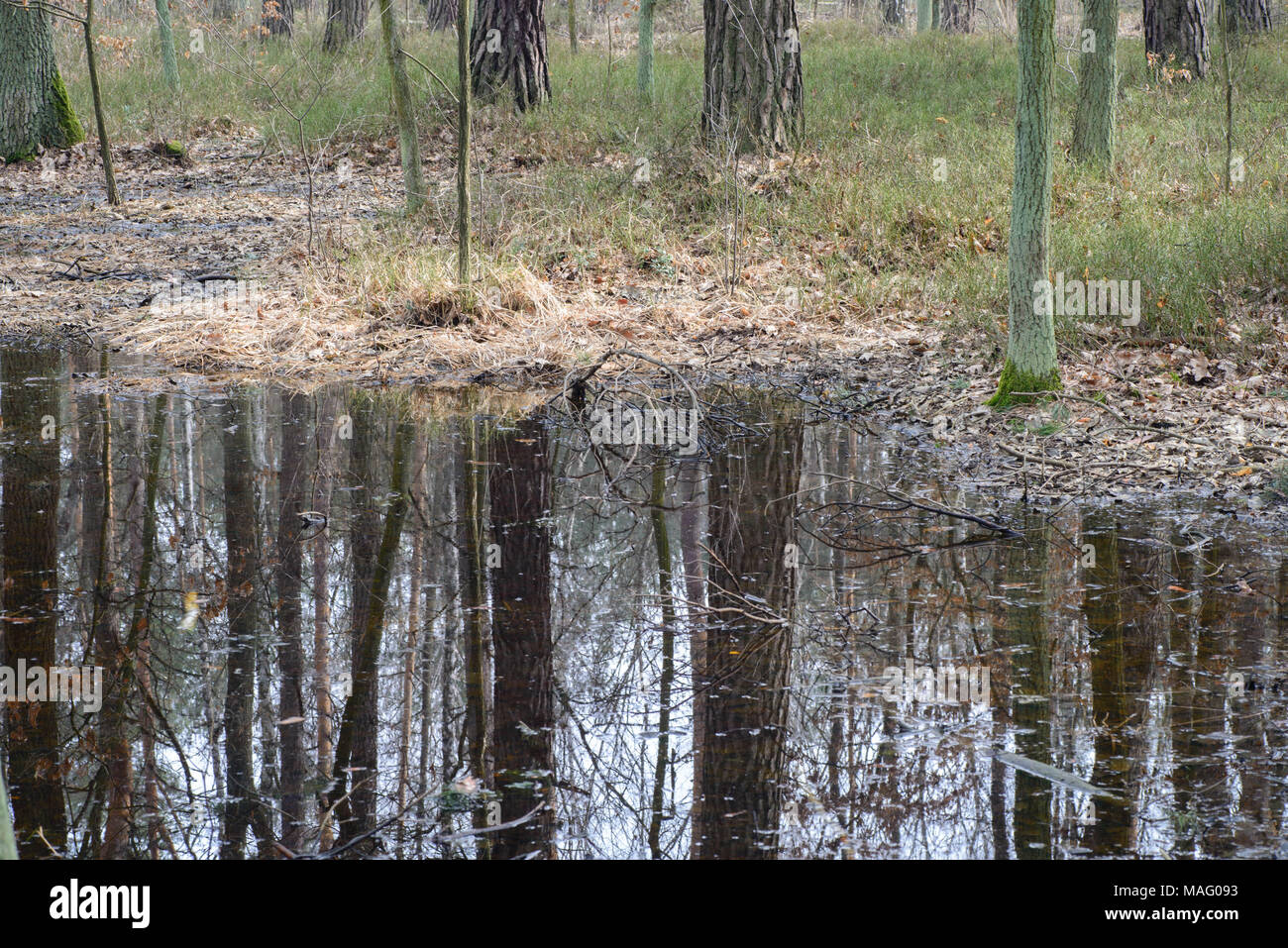 swamp forest in Poland Europe Stock Photo - Alamy