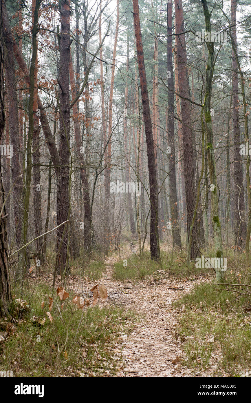 Pathway in the pine forest hi-res stock photography and images - Alamy