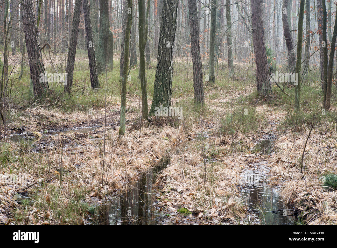 Seasonal swamp hi-res stock photography and images - Alamy