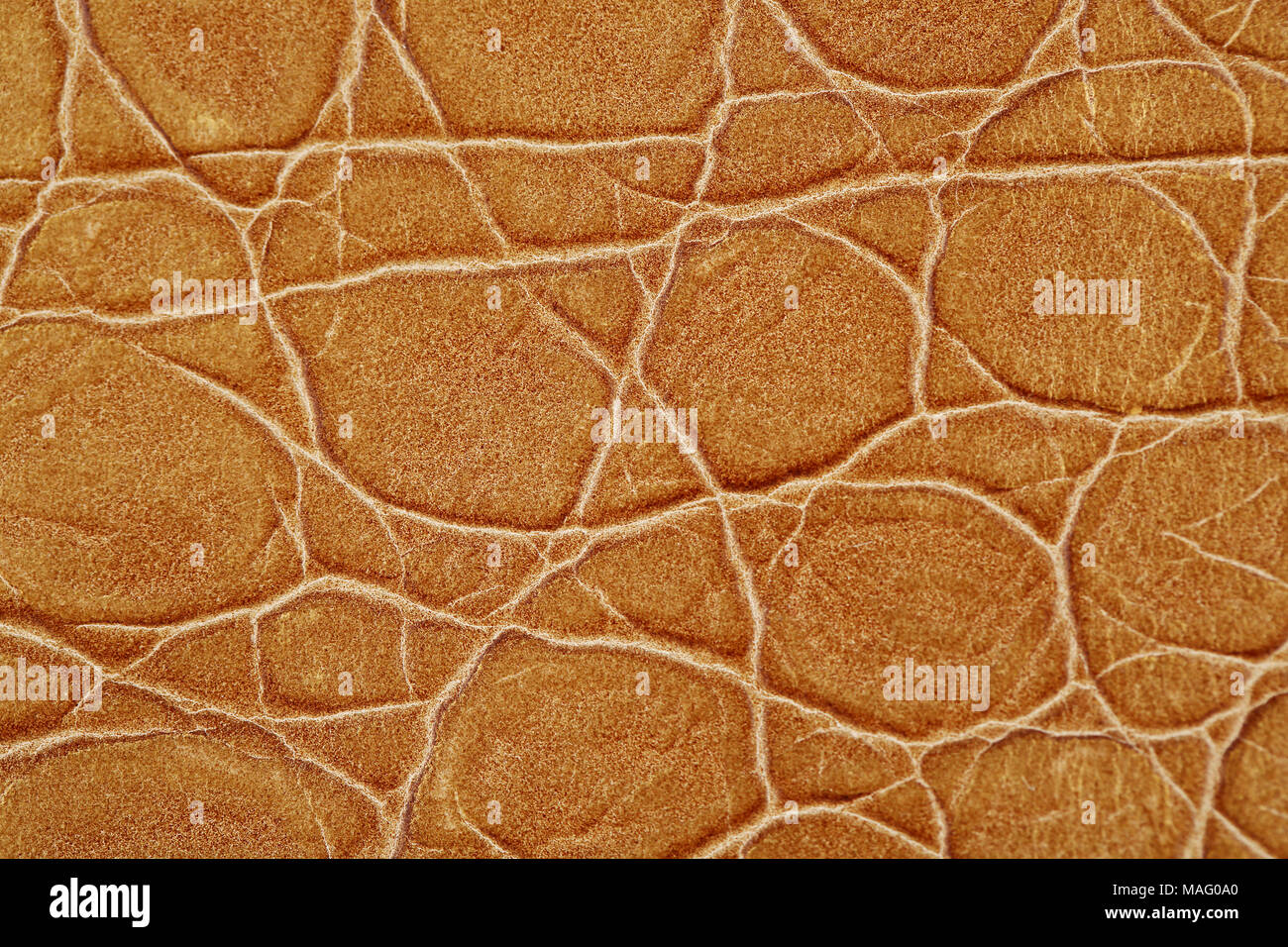 Various microscopic images, the surface of a particular object ...