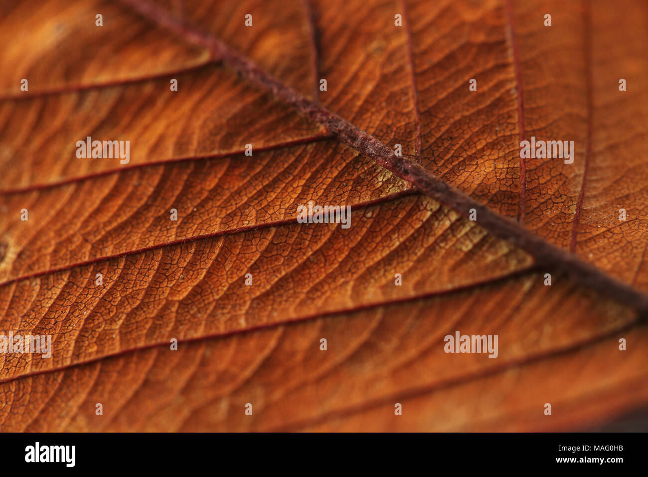 Various microscopic images, the surface of a particular object ...