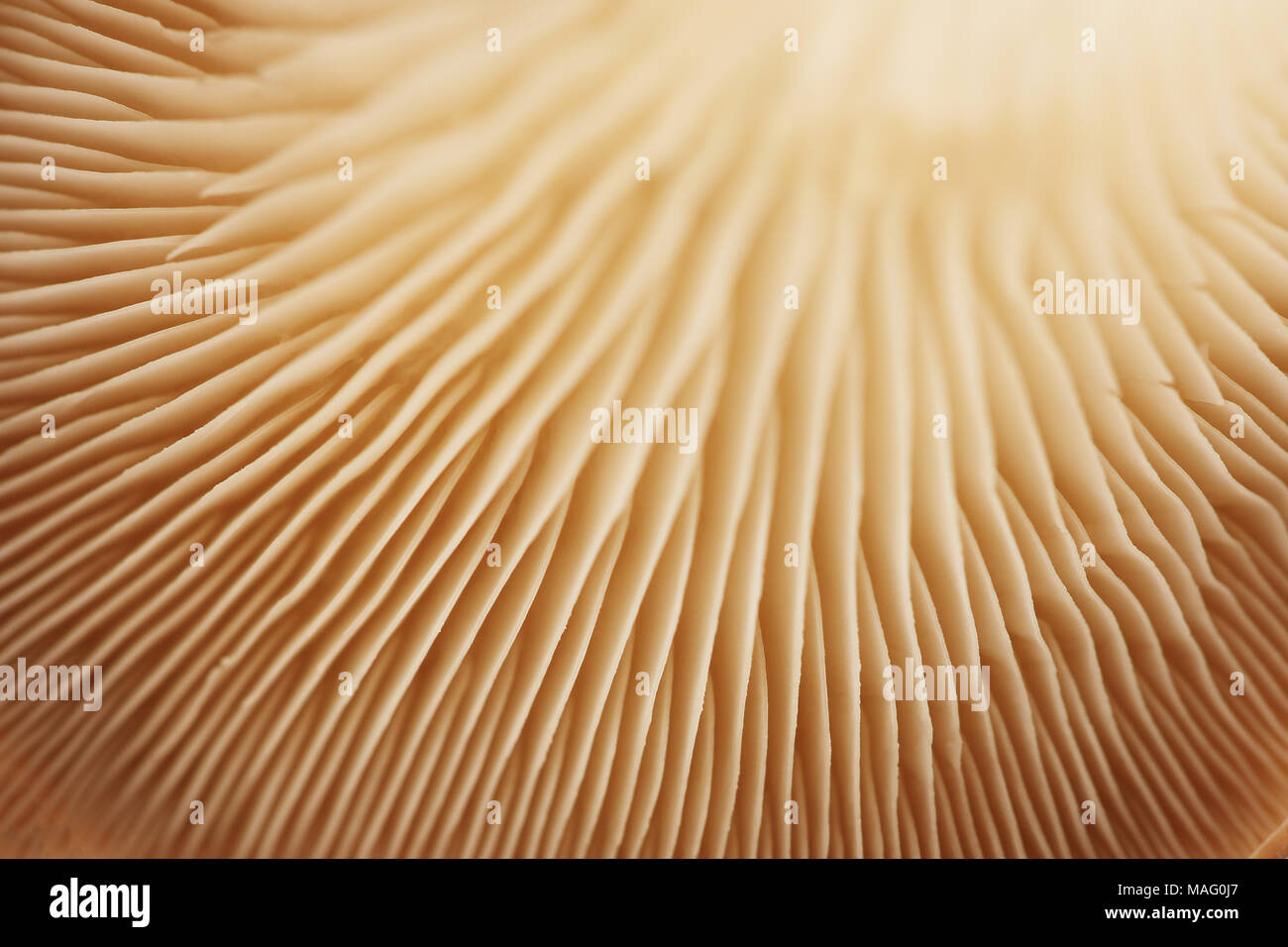 Various microscopic images, the surface of a particular object ...