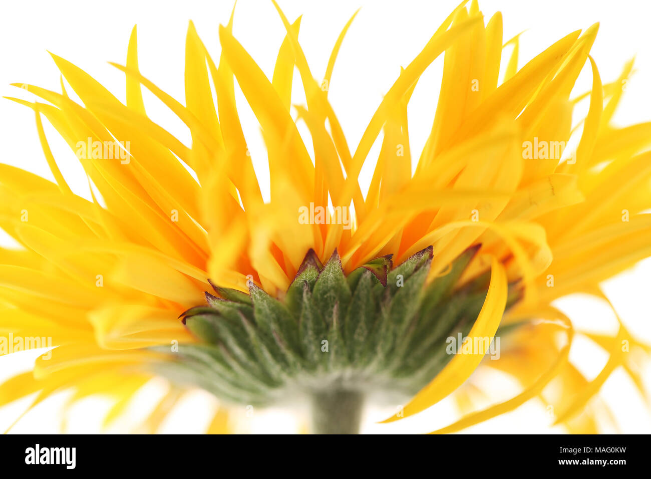 Various microscopic images, the surface of a particular object ...