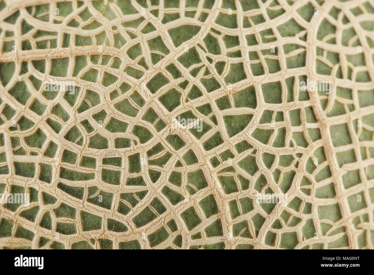 Various microscopic images, the surface of a particular object ...