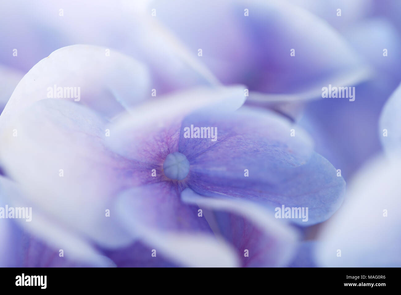 Various microscopic images, the surface of a particular object ...