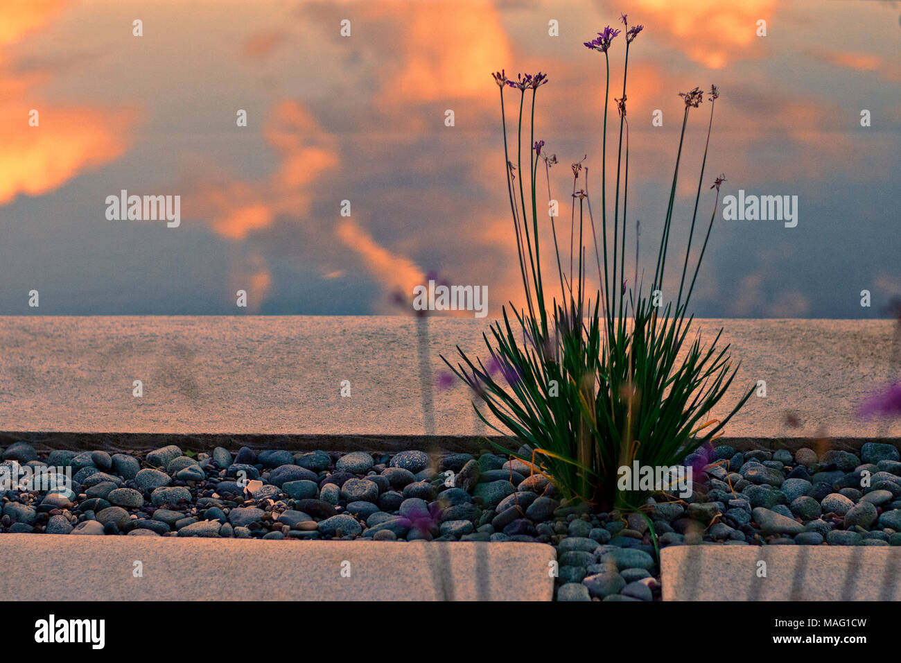 Subtlety in nature hi-res stock photography and images - Alamy