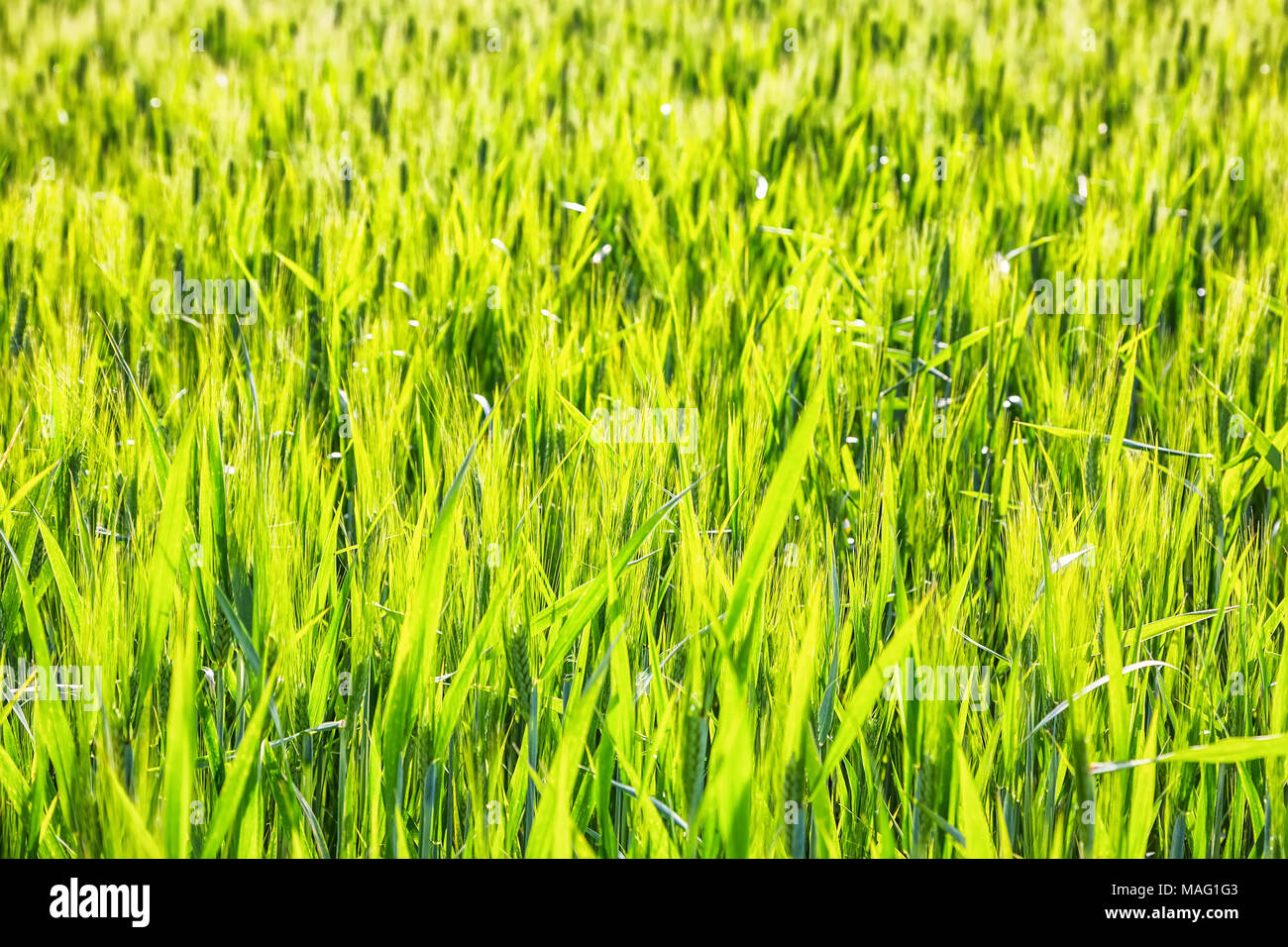 Rye grass field hi-res stock photography and images - Alamy