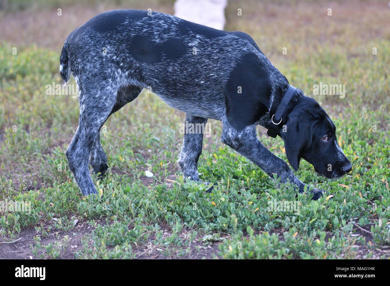 Hunting dog breed German Wirehaired pointer on the walk Stock Photo - Alamy