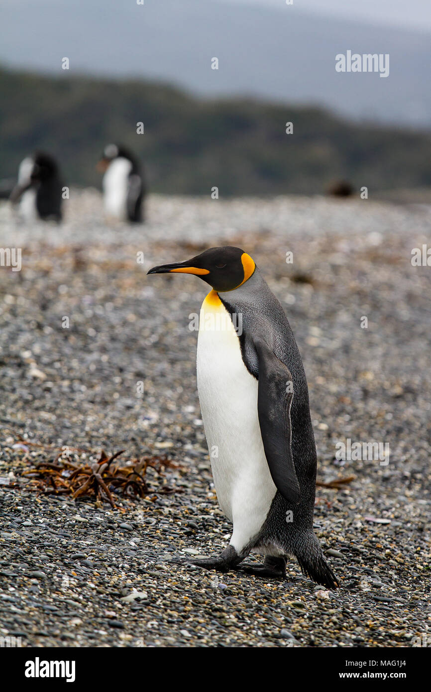 Pinguino rey hi-res stock photography and images - Alamy